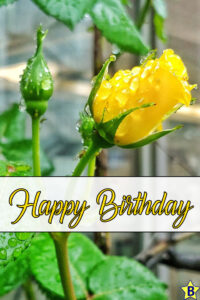 20+ Happy Birthday Yellow Roses Images And Pics