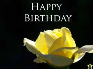 20+ Happy Birthday Yellow Roses Images And Pics